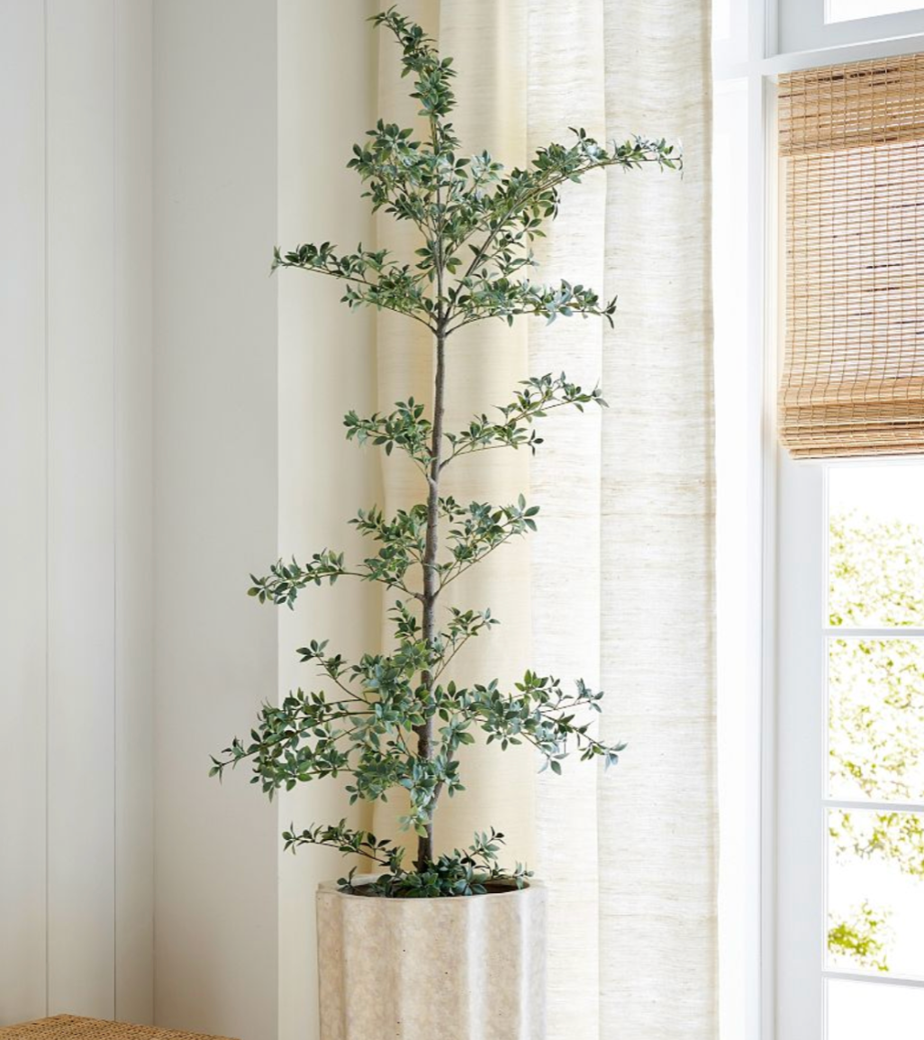 8' Black Olive Shady Lady Tree – Fig and Olive Home Decor