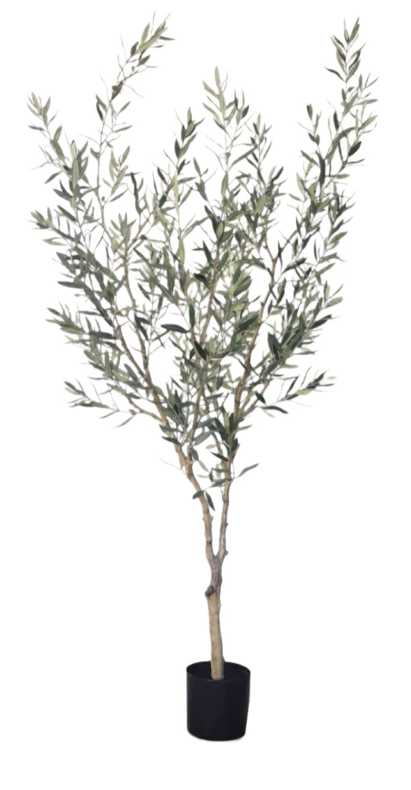 6' Olive Tree- NO Olives – Fig and Olive Home Decor