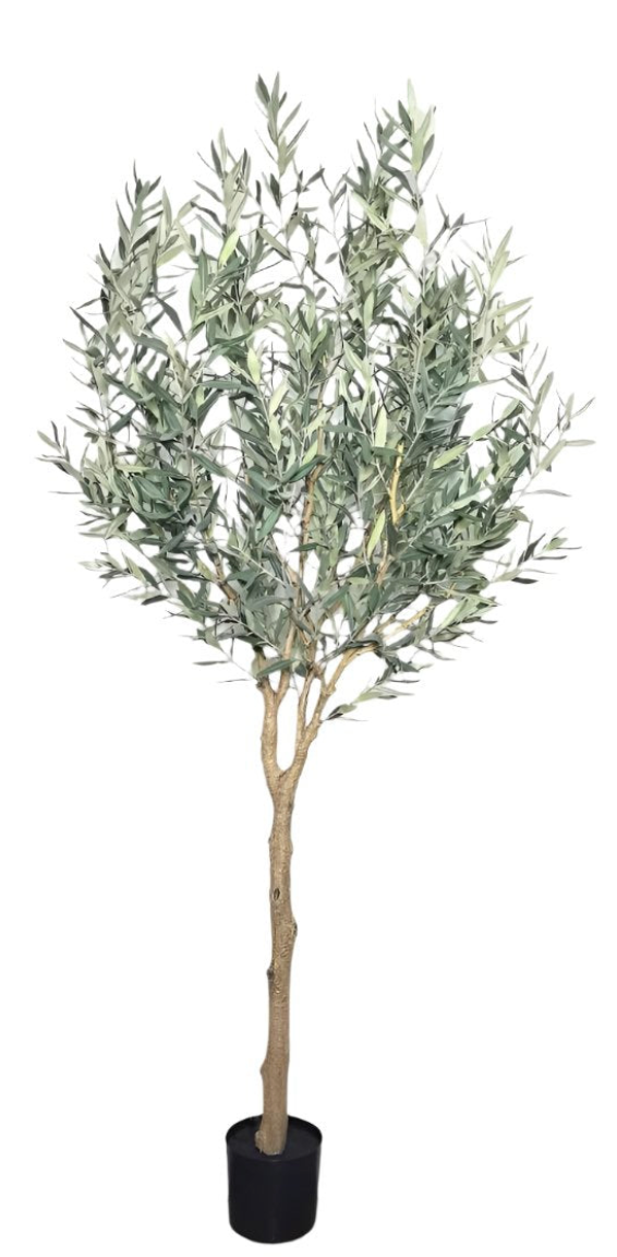 6.5' Olive Tree-NO Olives – Fig and Olive Home Decor