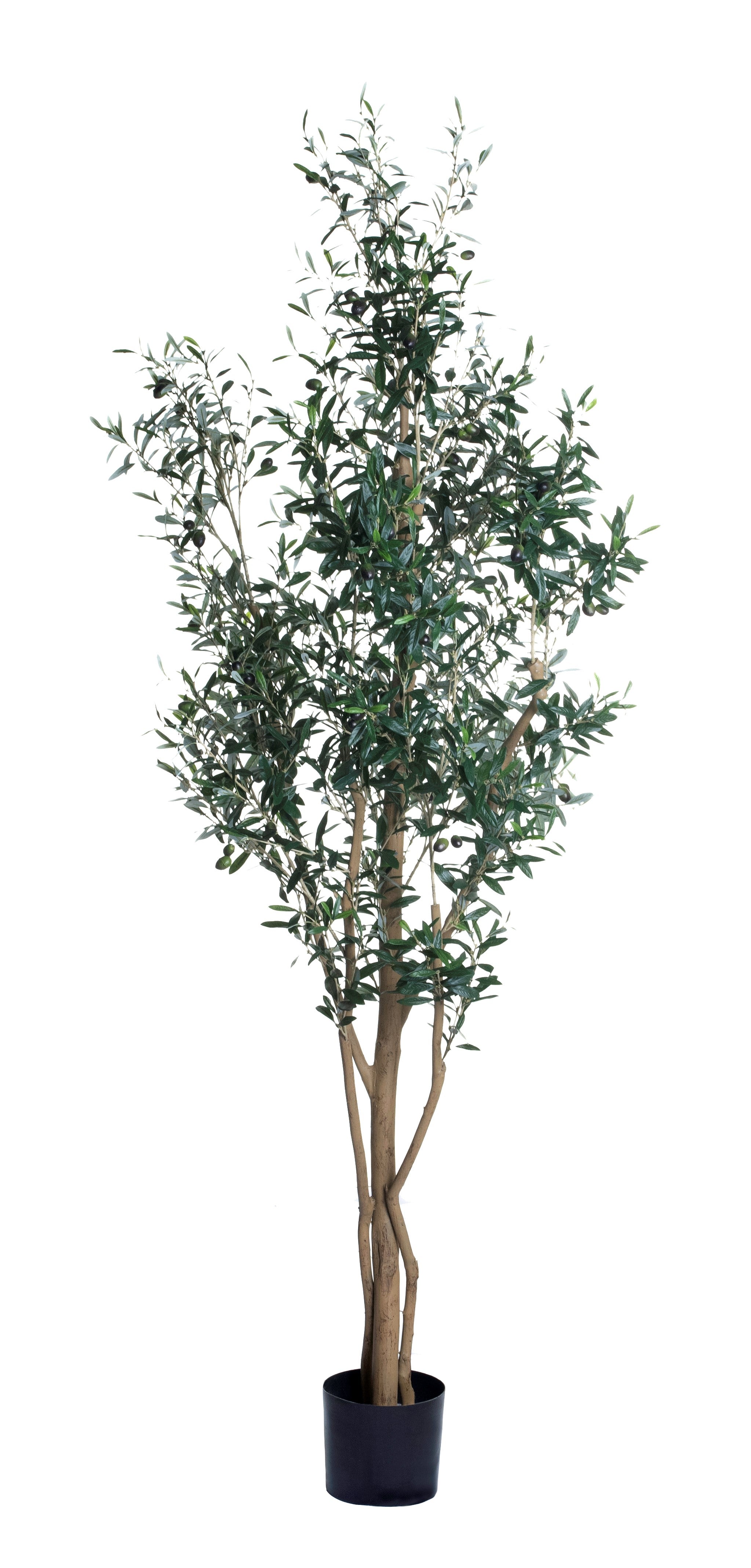 7' Olive Tree – Fig and Olive Home Decor