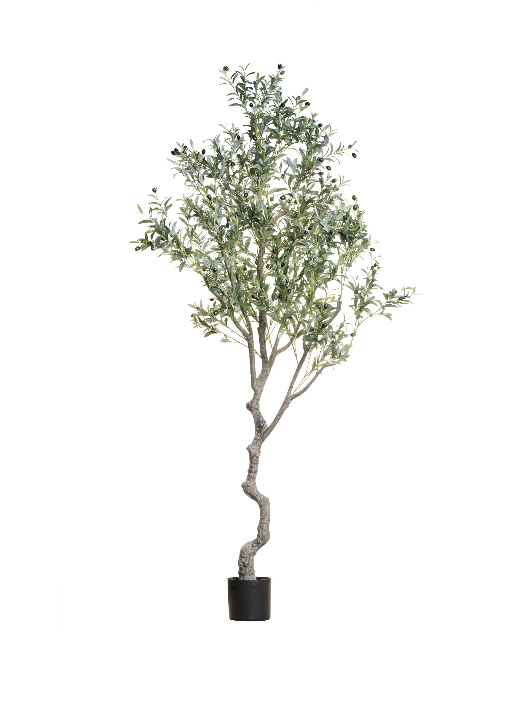 8' Crooked Trunk Olive Tree – Fig and Olive Home Decor