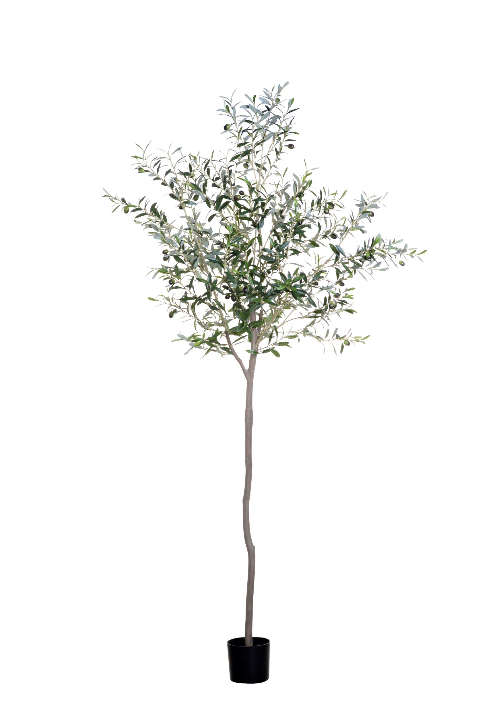 7' Olive Tree – Fig and Olive Home Decor